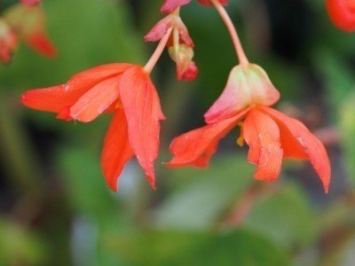 begonia bertini skaugum_400x300 | Kwekerij Morning Glory