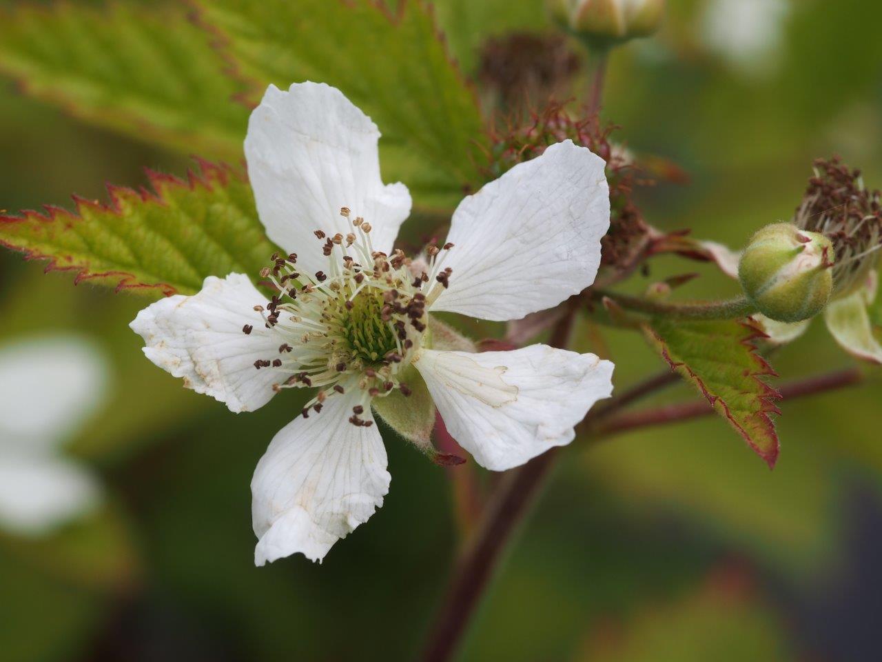 Braam_bloem | Kwekerij Morning Glory