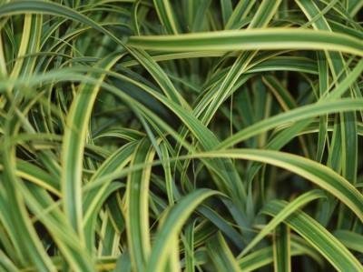 carex trifida rekohu sunrise_400x300 | Kwekerij Morning Glory