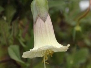 Cobaea pringlei – Klokwinde | Kwekerij Morning Glory