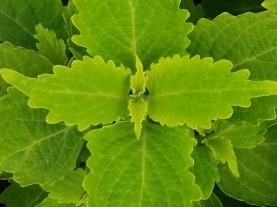 Coleus Lime Time_2_400x300 | Kwekerij Morning Glory