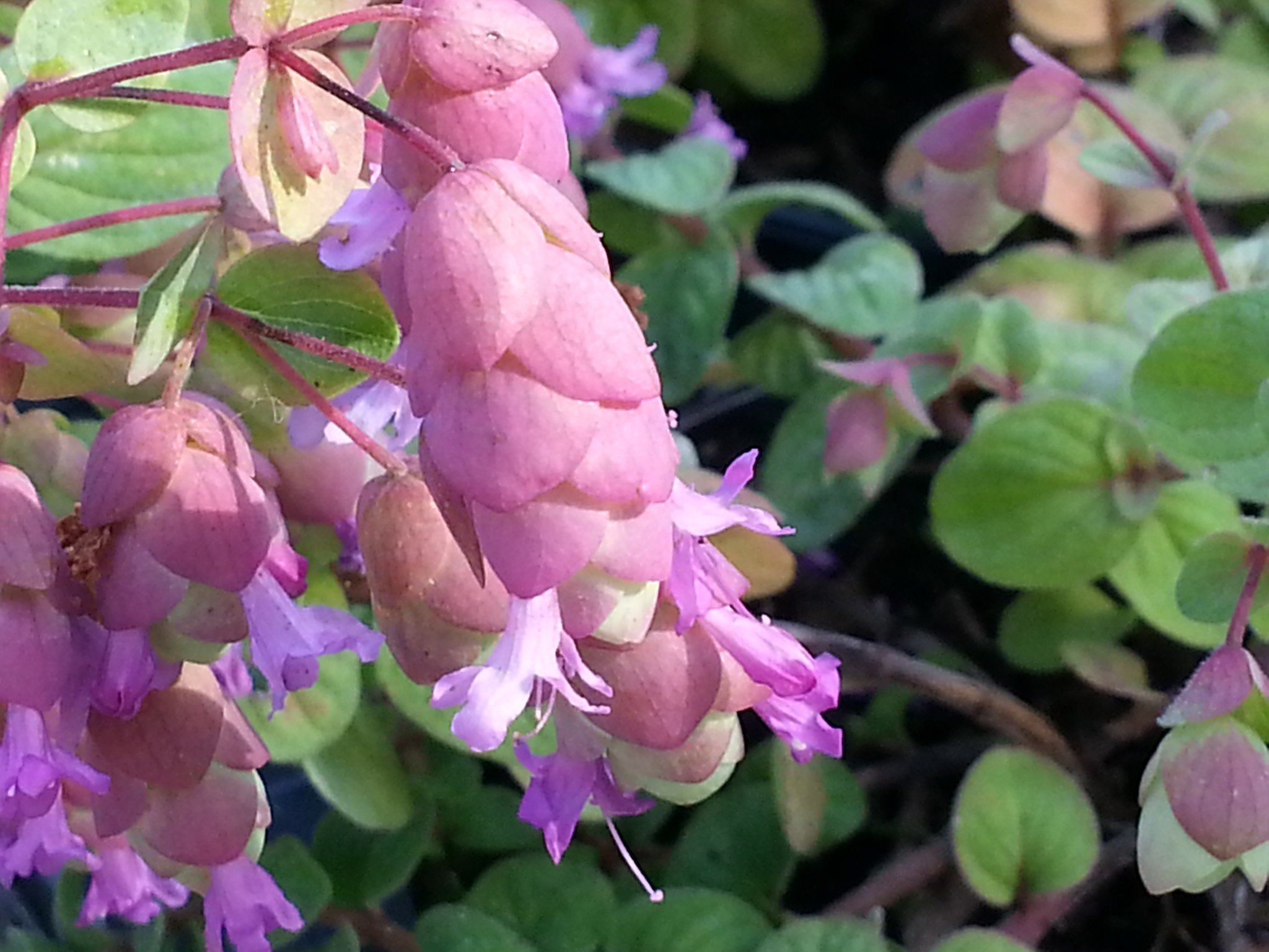 Origanum Amethyst Falls | Kwekerij Morning Glory