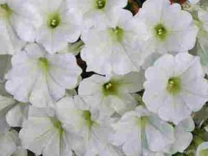 Petunia Surfinia White_Snow_400x300 | Kwekerij Morning Glory