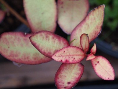 Pseudowintera colorata ‘Red Leopard’_400x300 | Kwekerij Morning Glory