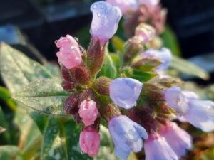 Pulmonaria Twinkle Toes_400x300 | Kwekerij Morning Glory