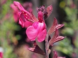 Salvia Arctic Blaze ‘Fuchsia’_400x300 | Kwekerij Morning Glory