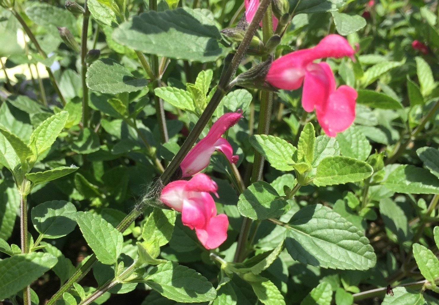 Salvia Pink Lips_2_1482x1028 | Kwekerij Morning Glory