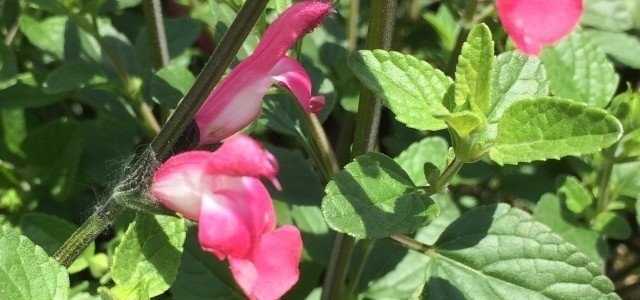 Salvia Pink Lips_640x300 | Kwekerij Morning Glory
