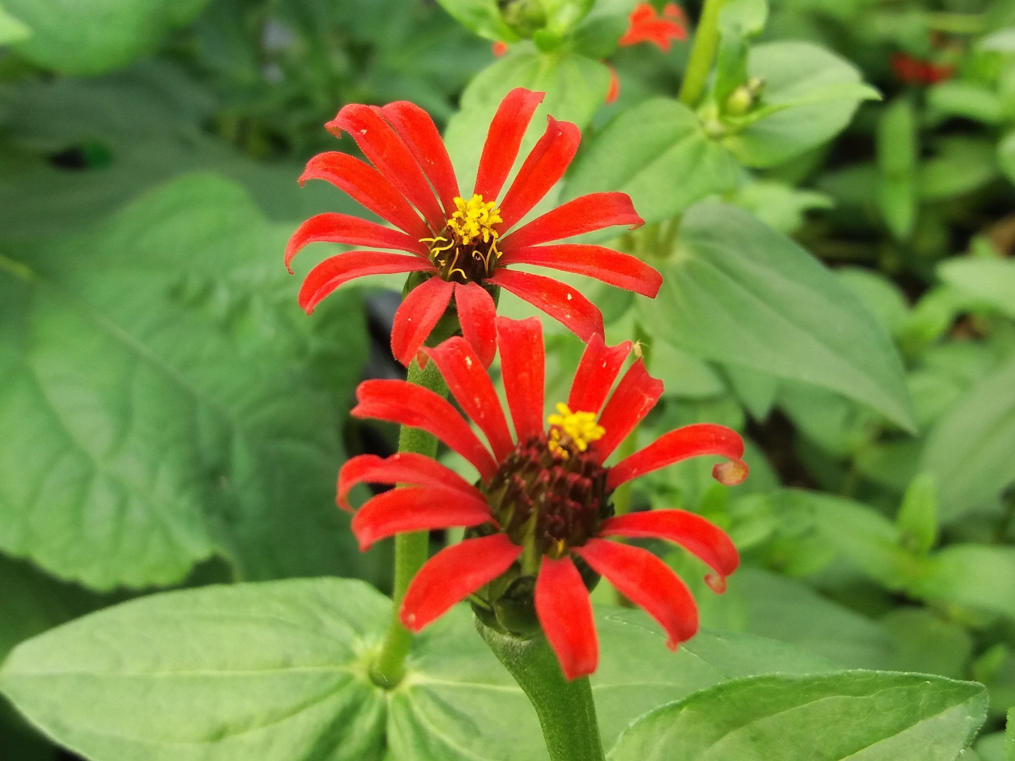 Zinnia tenuifolia ‘Red Spider’ | Kwekerij Morning Glory