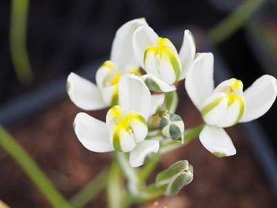 Albuca humilis | Kwekerij Morning Glory