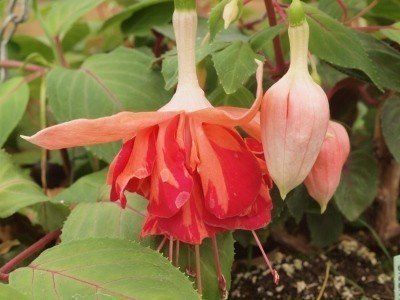 Fuchsia ‘Giant Bicentennial’_400x300 | Kwekerij Morning Glory
