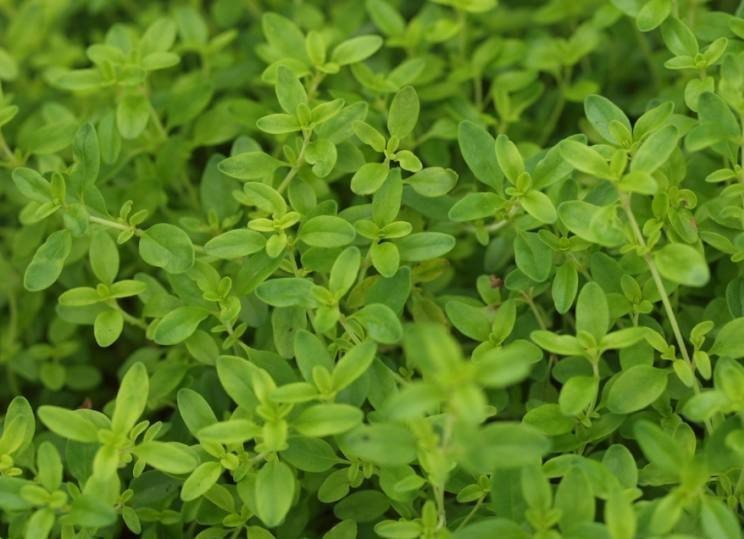 Thymus citriodora aurea | Kwekerij Morning Glory